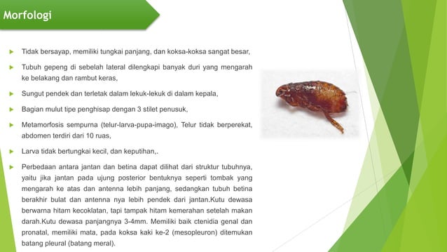 PPT PARASITOLOGI - PINJAL DAN KUTU | PPTX