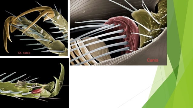 PPT PARASITOLOGI - PINJAL DAN KUTU | PPTX