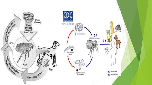 PPT PARASITOLOGI - PINJAL DAN KUTU | PPTX