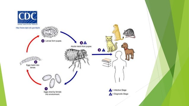 PPT PARASITOLOGI - PINJAL DAN KUTU | PPTX