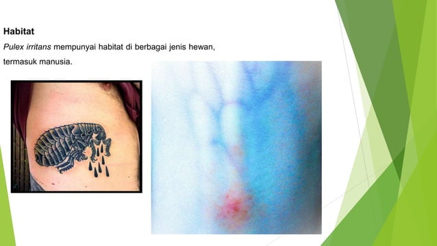 PPT PARASITOLOGI - PINJAL DAN KUTU | PPTX