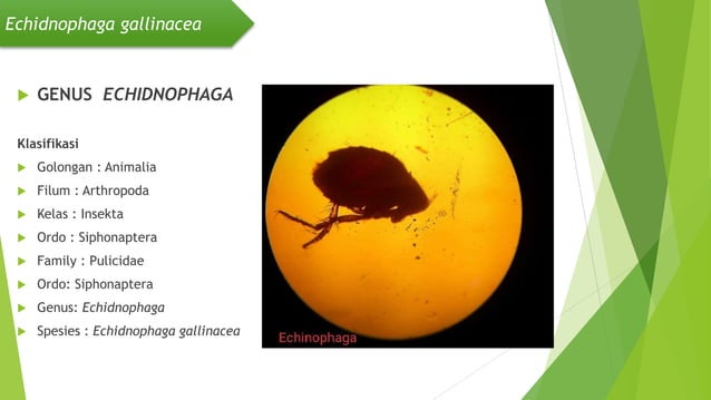 PPT PARASITOLOGI - PINJAL DAN KUTU | PPTX