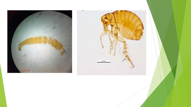 PPT PARASITOLOGI - PINJAL DAN KUTU | PPTX