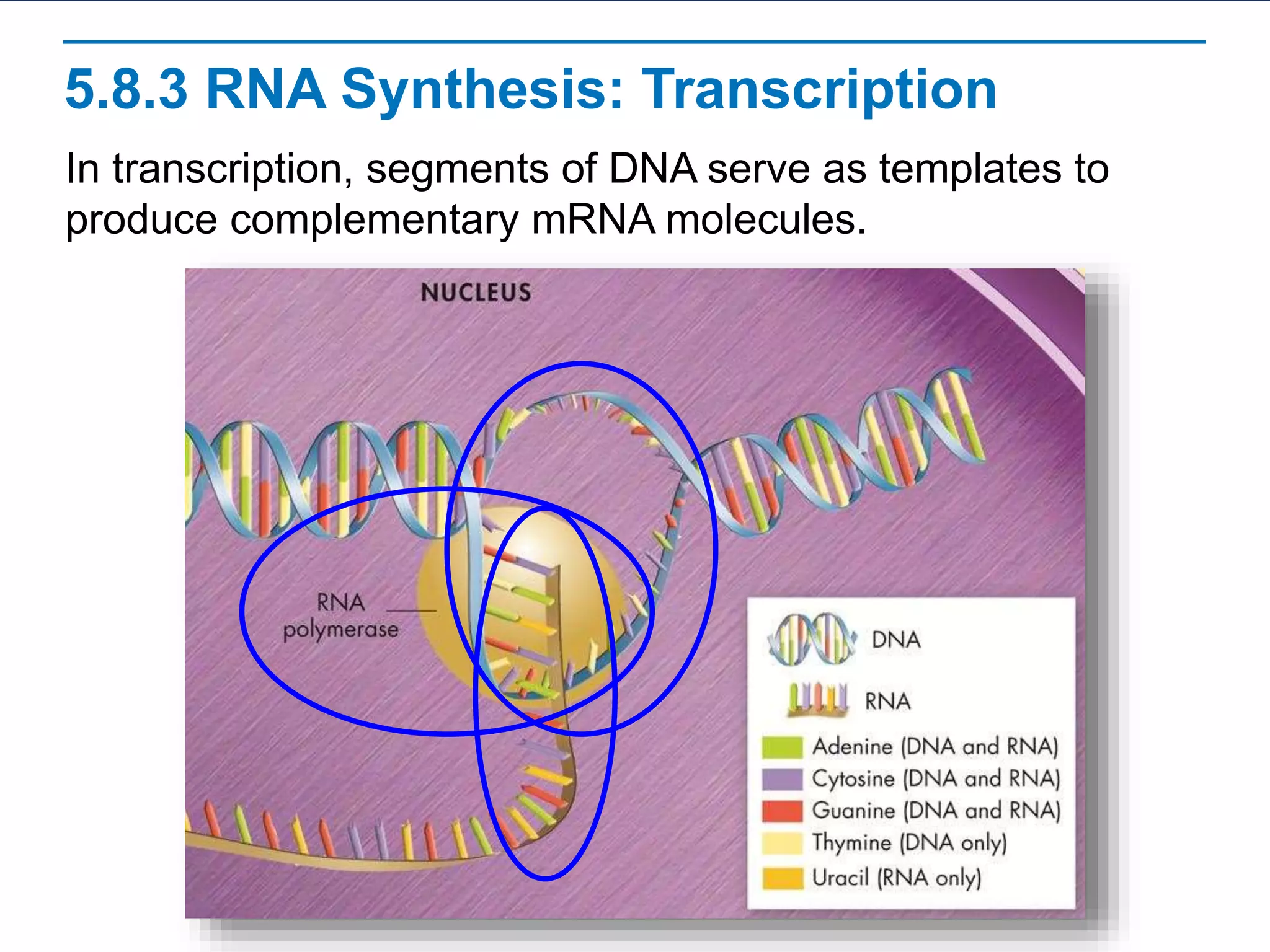 Week4-RNA and Protein Synthesis - Final Updated.pptx
