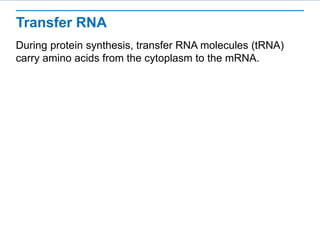 Week4-RNA and Protein Synthesis - Final Updated.pptx
