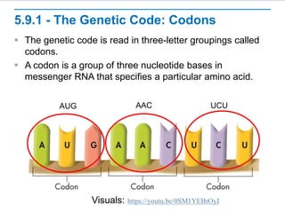 Week4-RNA and Protein Synthesis - Final Updated.pptx
