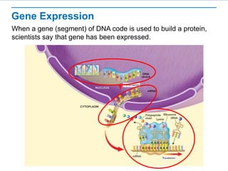 Week4-RNA and Protein Synthesis - Final Updated.pptx
