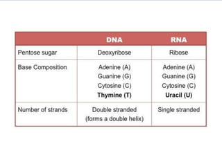 Week4-RNA and Protein Synthesis - Final Updated.pptx