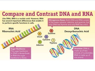 Dna And Rna Compare And Contrast