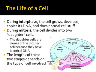 AP Biology Week 4 - DNA and Cell Division | PPT