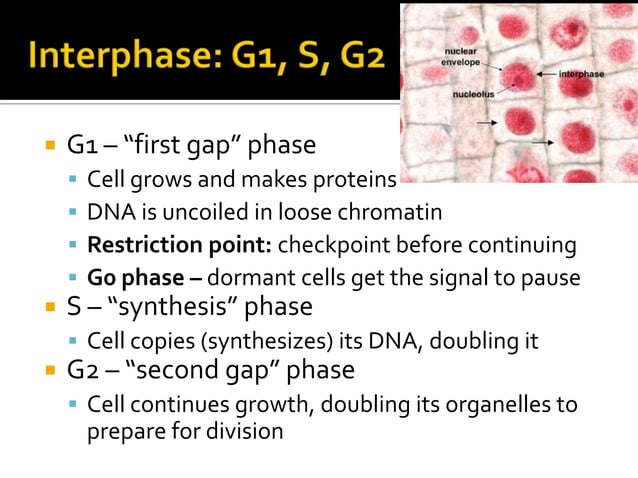 AP Biology Week 4 - DNA and Cell Division | PPT
