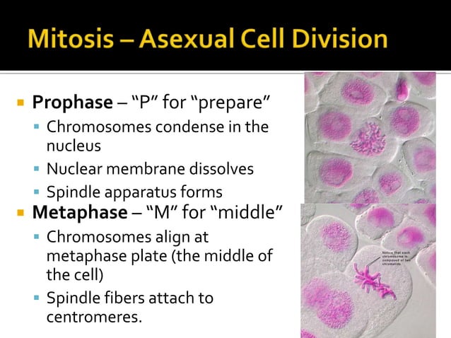 AP Biology Week 4 - DNA and Cell Division | PPT