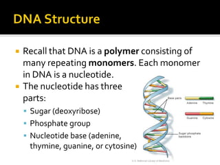 AP Biology Week 4 - DNA and Cell Division | PPT