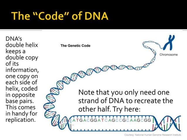 AP Biology Week 4 - DNA and Cell Division | PPT