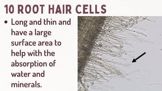 Cell types.pdf