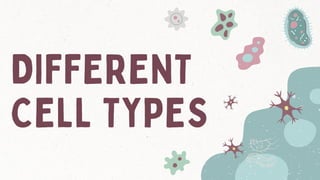 Cell types.pdf