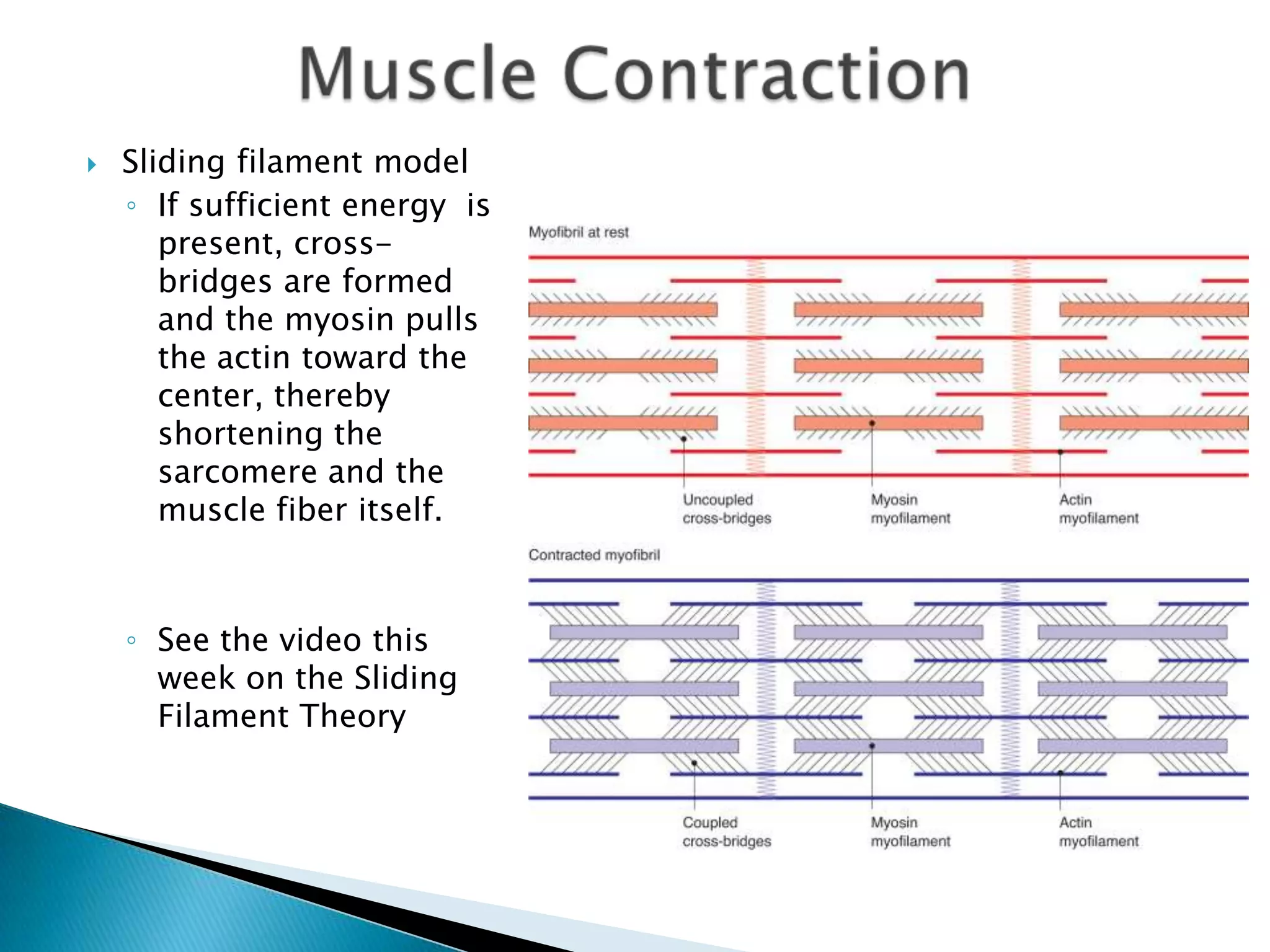 Week 4 defining muscular fitness | PPTX