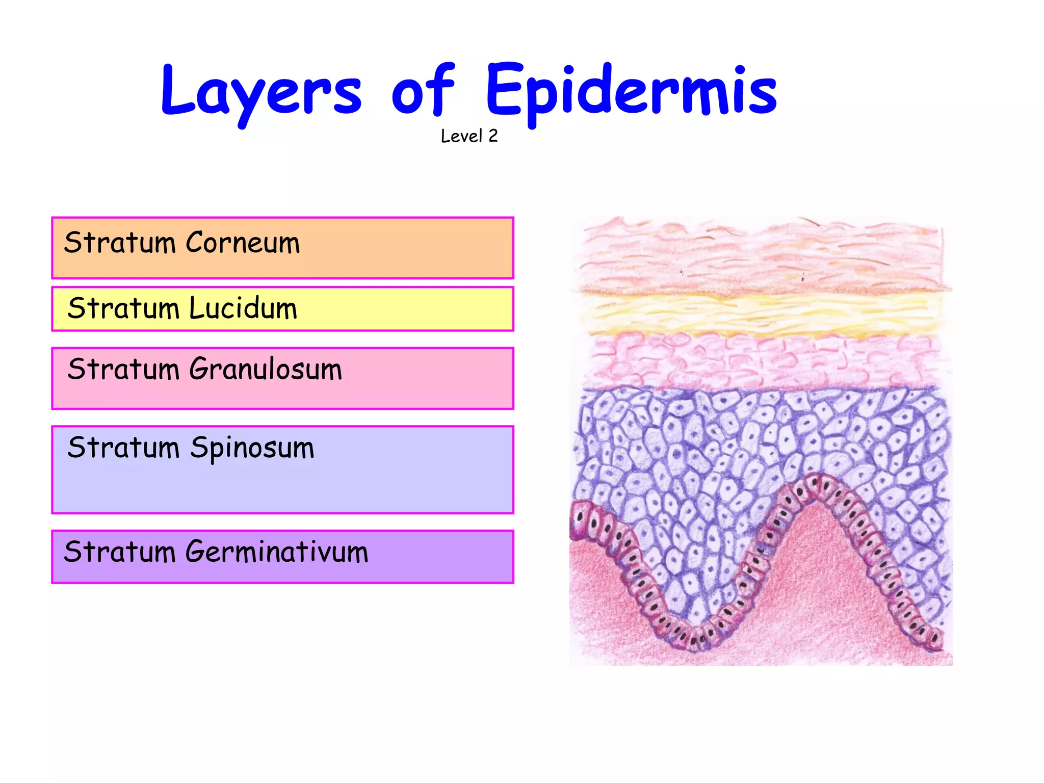 Week 4 structure of the skin btec | PPT