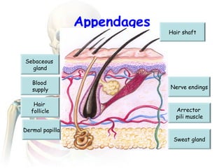Week 4 structure of the skin btec | PPT