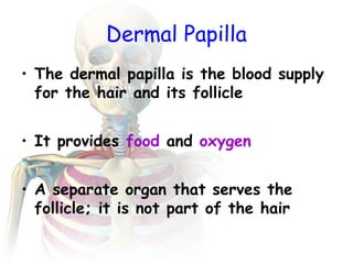 Week 4 structure of the skin btec | PPT