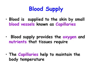 Week 4 structure of the skin btec | PPT