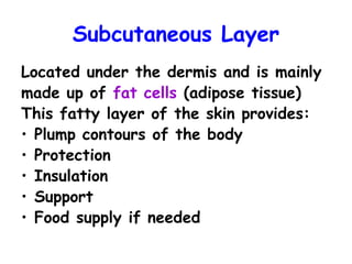 Week 4 structure of the skin btec | PPT