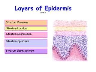 Week 4 structure of the skin btec | PPT