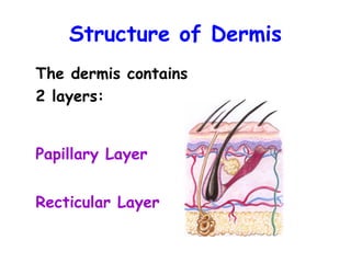 Week 4 structure of the skin btec | PPT