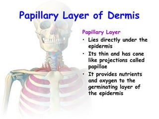 Week 4 structure of the skin btec | PPT