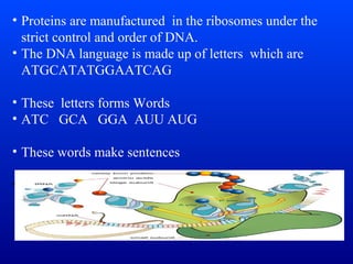 transcription and rna | PPT