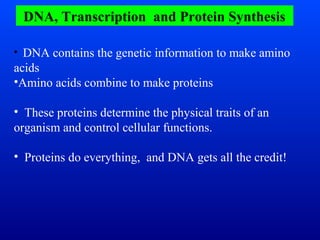 transcription and rna | PPT