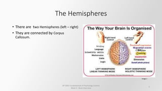 Week 5 brain overview last | PPT