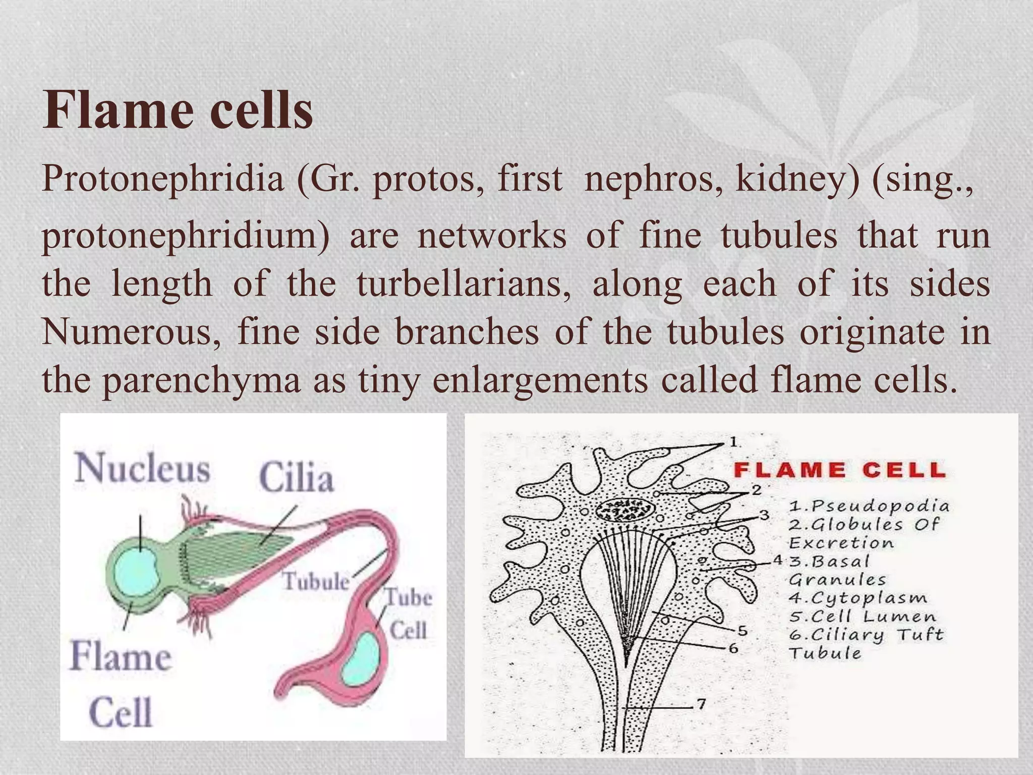Phylum Platyhelminthes | PPTX