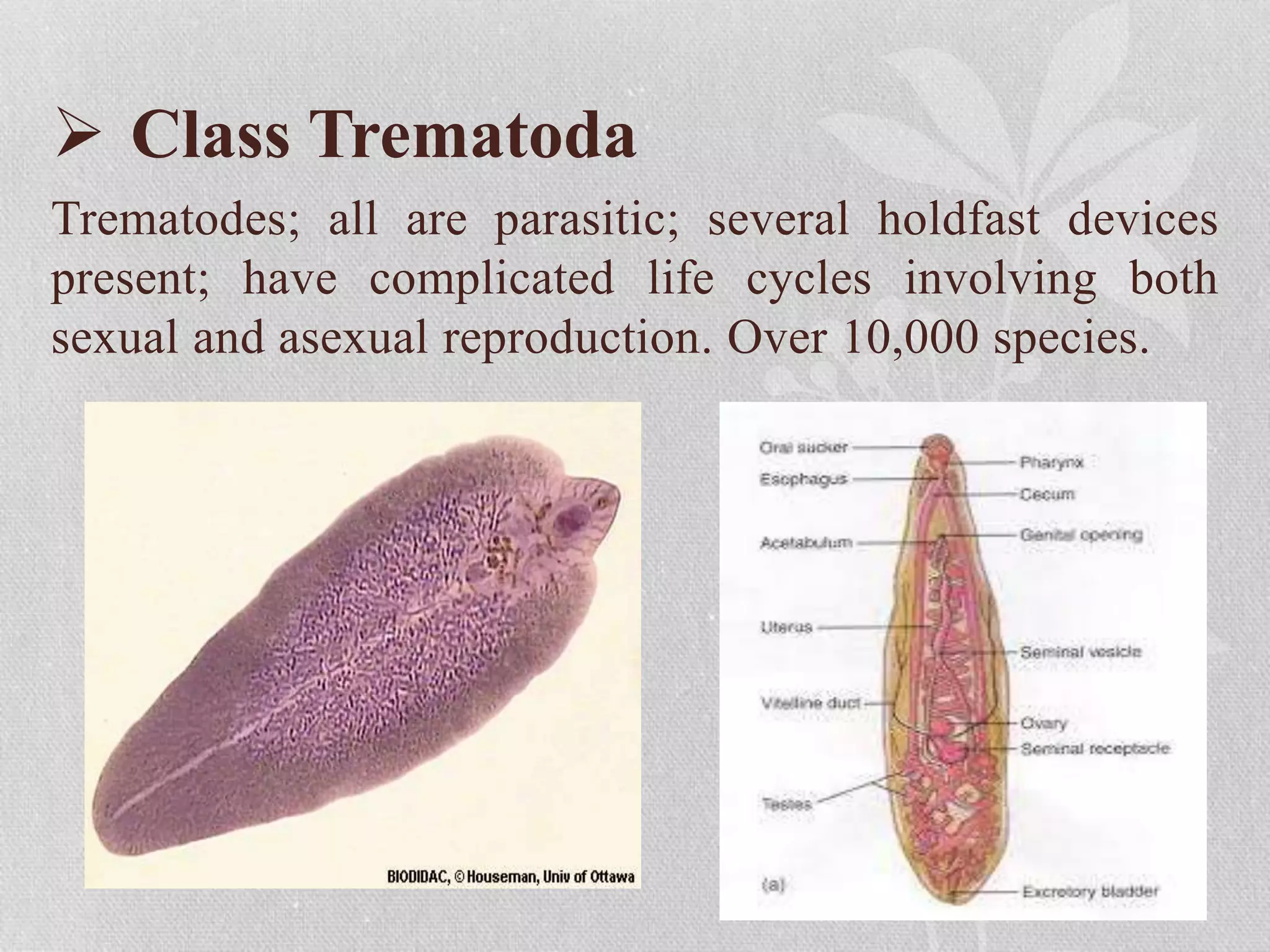 Phylum Platyhelminthes | PPTX