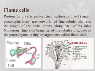 Phylum Platyhelminthes | PPTX