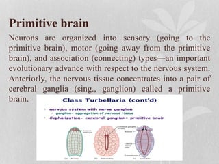 Phylum Platyhelminthes | PPTX