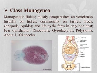 Phylum Platyhelminthes | PPTX