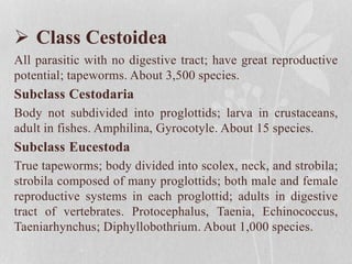 Phylum Platyhelminthes | PPTX