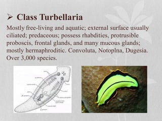 Platyhelminthes Turbellaria