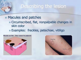 Week 5 Powerpoint for Supplemental Video (skin) | PPTX | Skin and ...