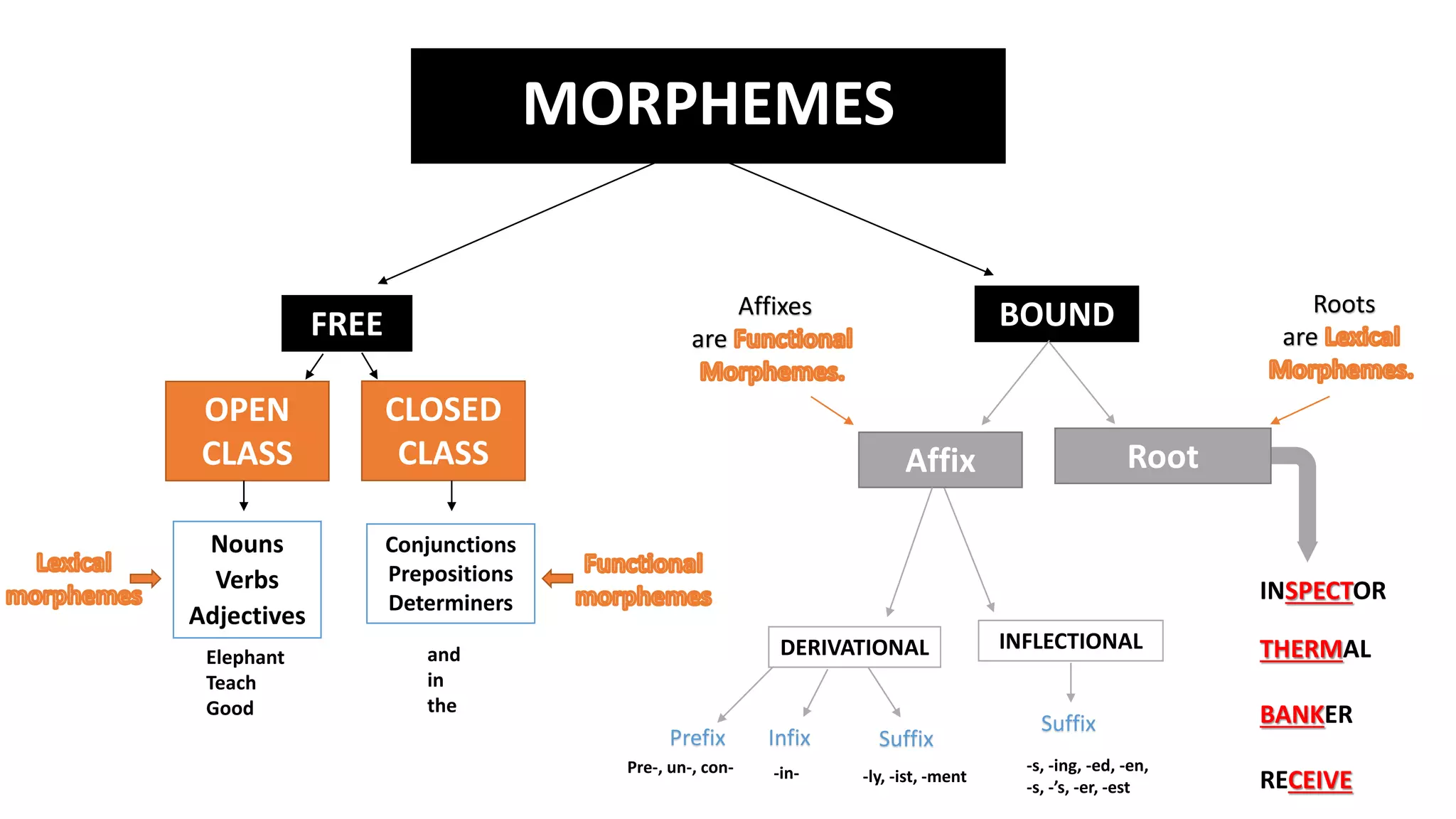 Morphology | PDF