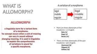 Morphology | PDF
