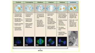 Reproduction of cellular explanation with images and words | PPT
