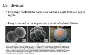 Reproduction of cellular explanation with images and words | PPT