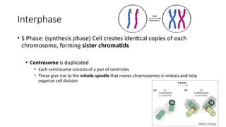 Reproduction of cellular explanation with images and words | PPT