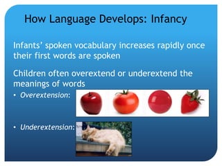 Week 6 Language Development | PPTX