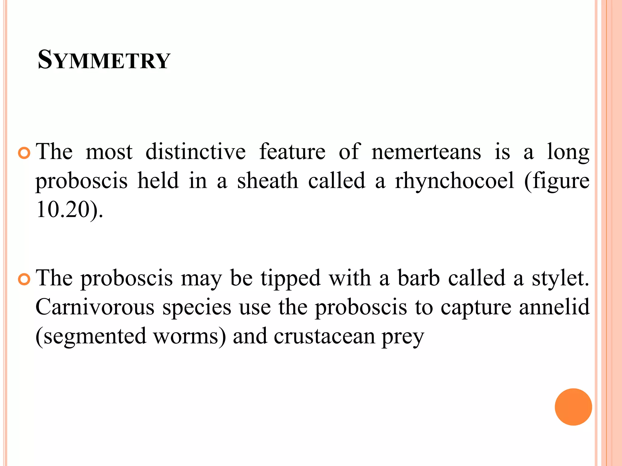 Phylum Nemertea | PPTX