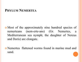 Phylum Nemertea | PPTX
