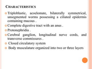 Phylum Nemertea | PPTX