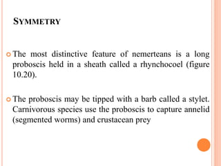 Phylum Nemertea | PPTX